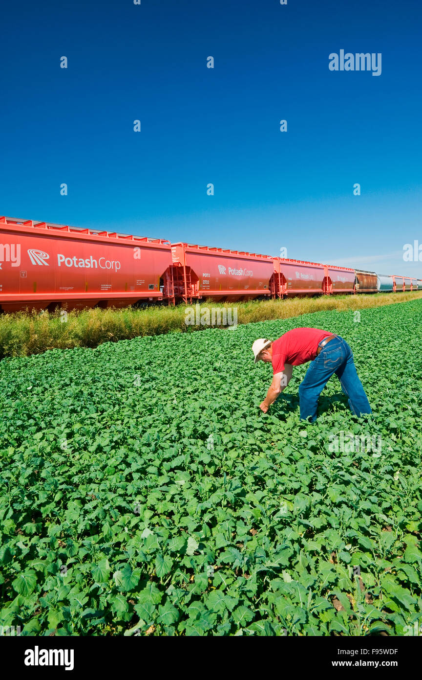 a farmer examines early growth canola next to rail hopper cars carrying ...