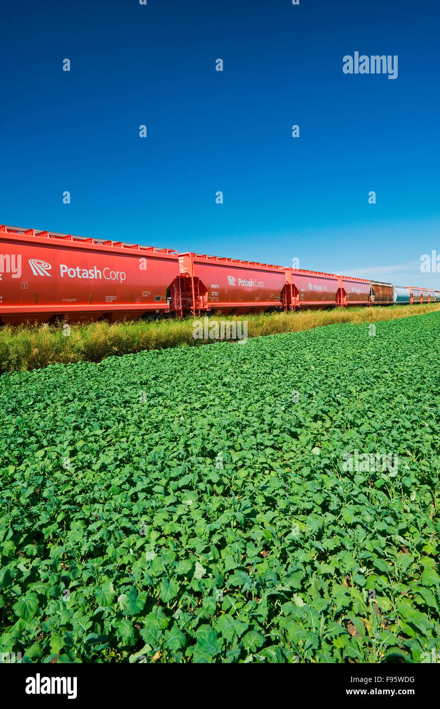 rail hopper cars carrying potash next to an early growth canola field ...