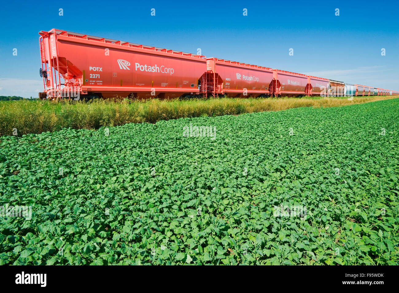rail hopper cars carrying potash next to an early growth canola field ...