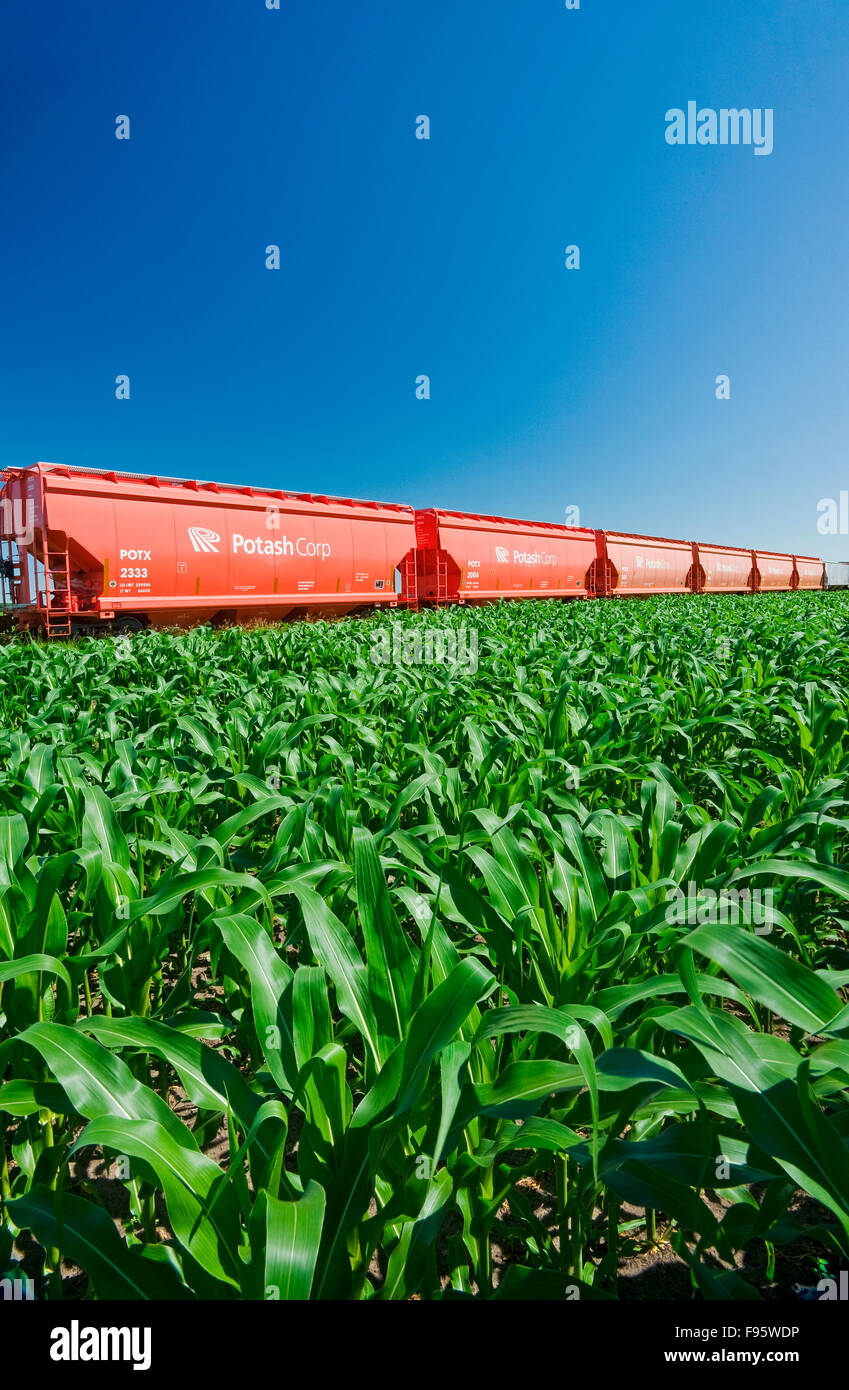 rail hopper cars carrying potash next to a grain corn field, near ...
