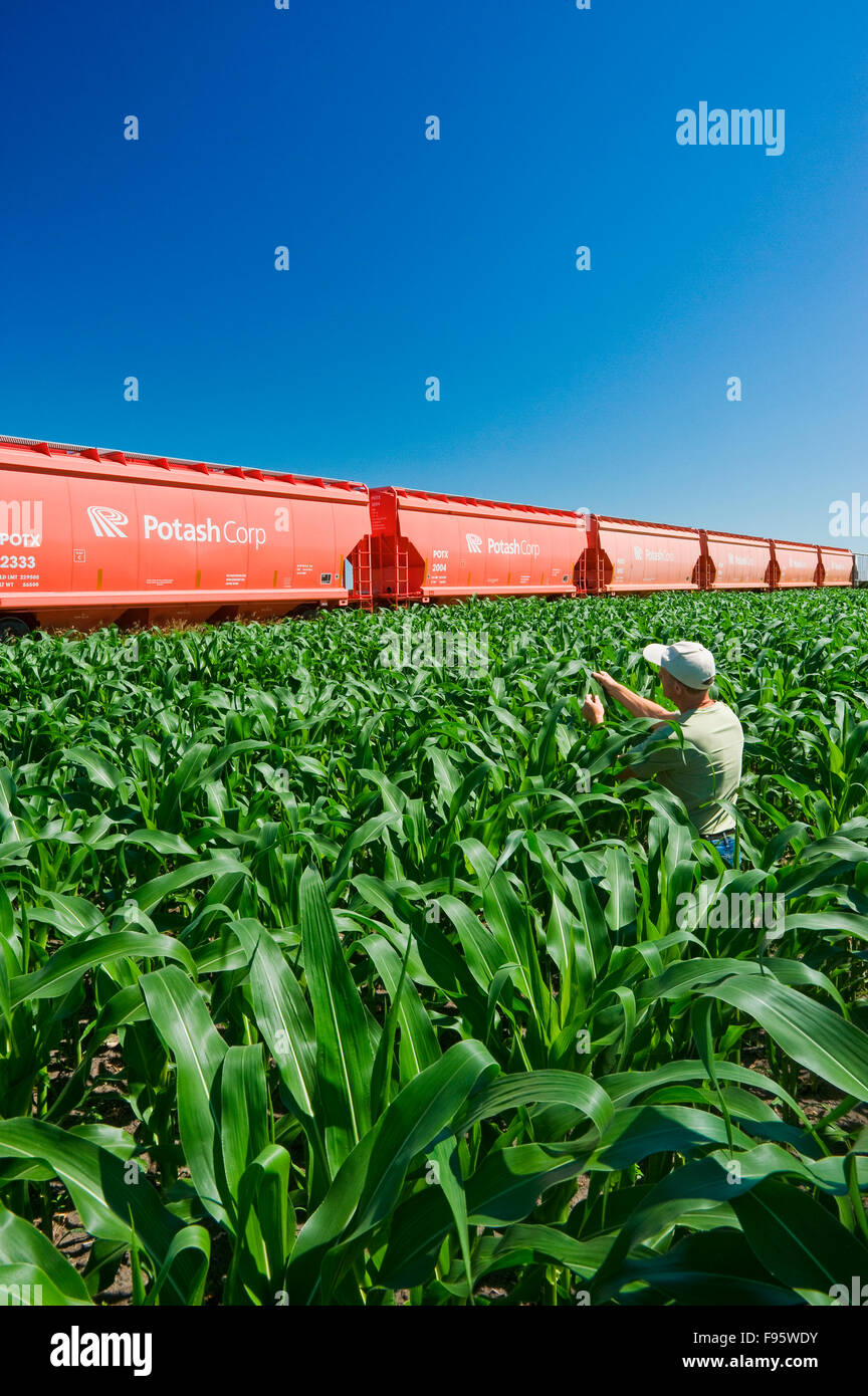 a farmer examines midgrowth corn next to rail hopper cars carrying ...