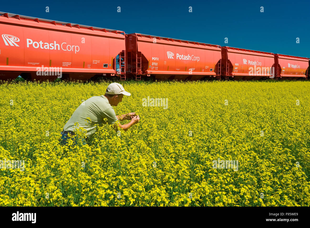 a farmer examines blooming canola next to rail hopper cars carrying ...