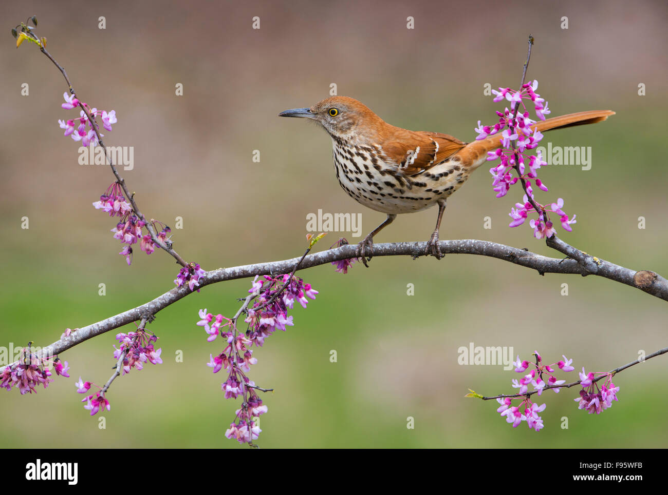 Houston bird hi-res stock photography and images - Alamy