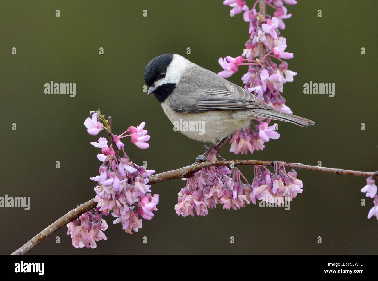 Carolina Chickadee, Poecile carolinensis, Houston Texas Stock Photo - Alamy
