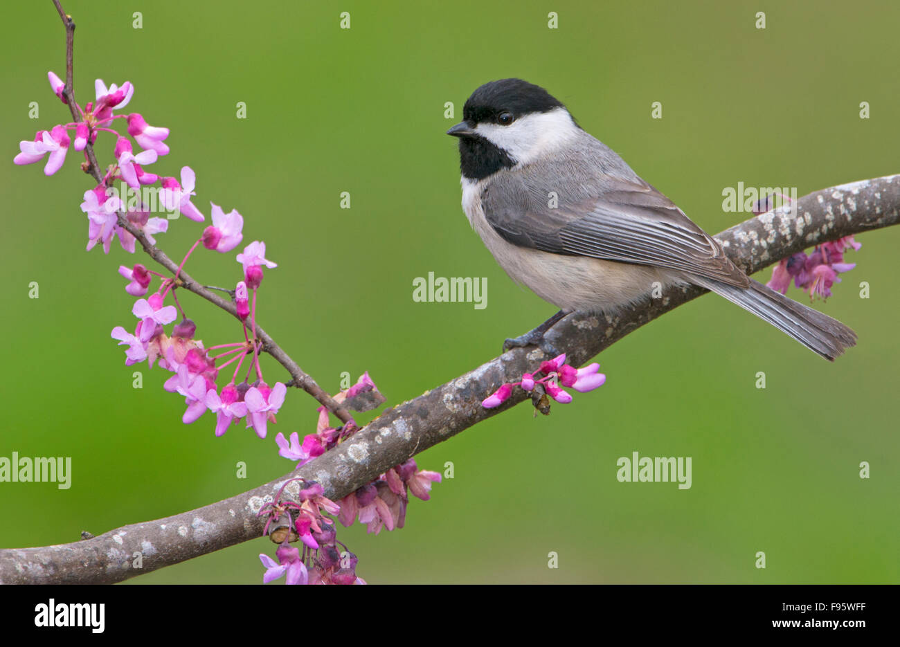 Chickadee hi-res stock photography and images - Alamy
