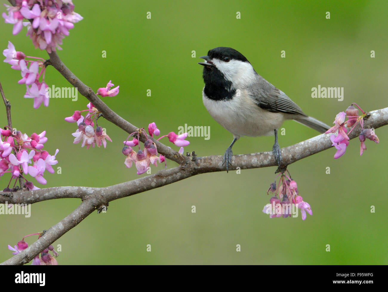 Chickadee in flowers hi-res stock photography and images - Alamy