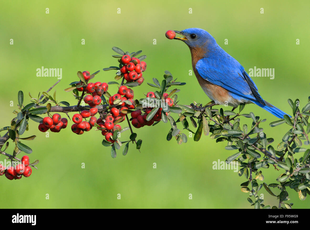 Eastern bluebird hi-res stock photography and images - Alamy