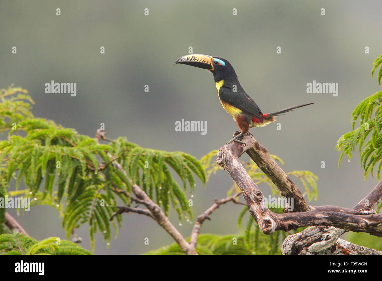 Lettered Aracari (Pteroglossus inscriptus) perched on a branch in ...