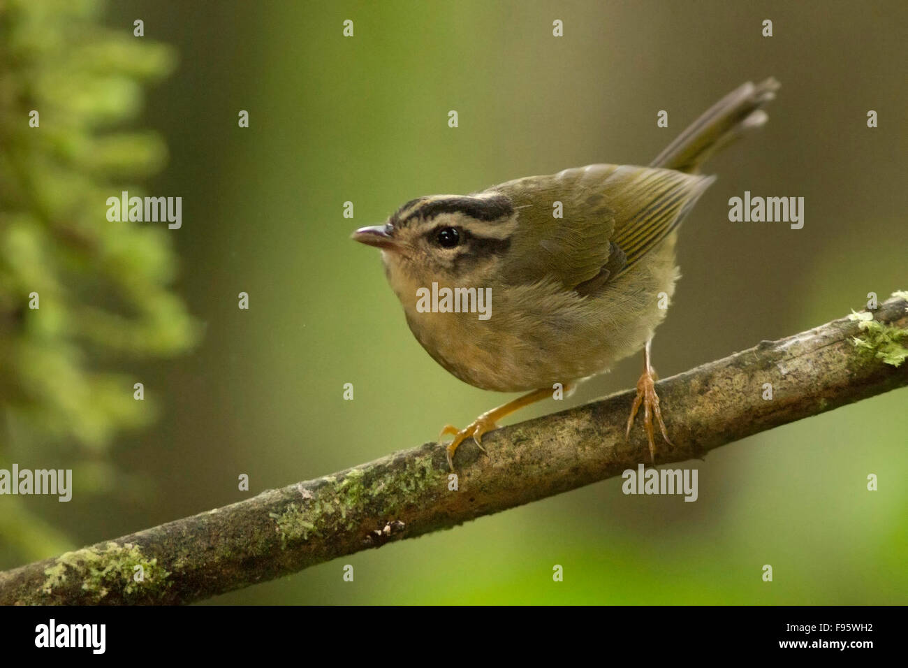 Threestriped Warbler (Basileuterus tristriatus) perched on a branch in ...