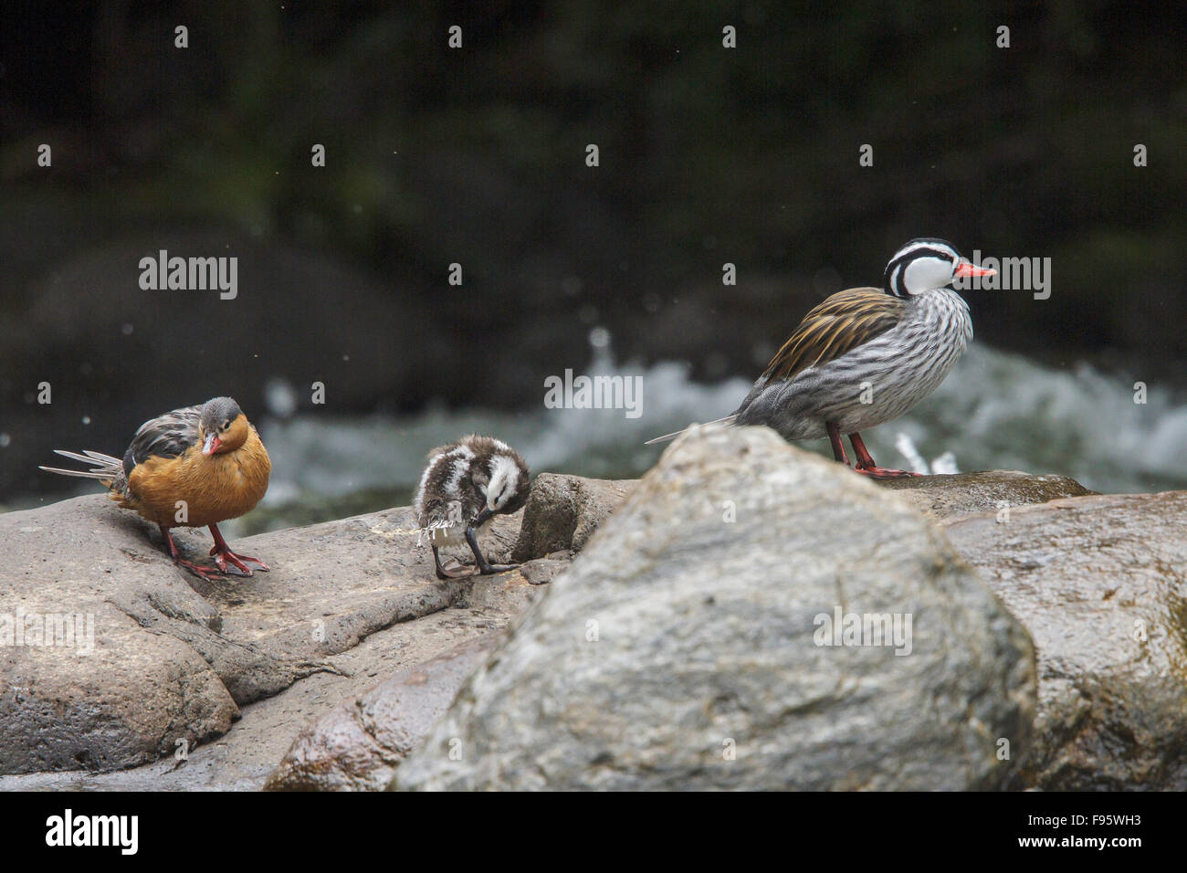 Torrent duck family hi-res stock photography and images - Alamy
