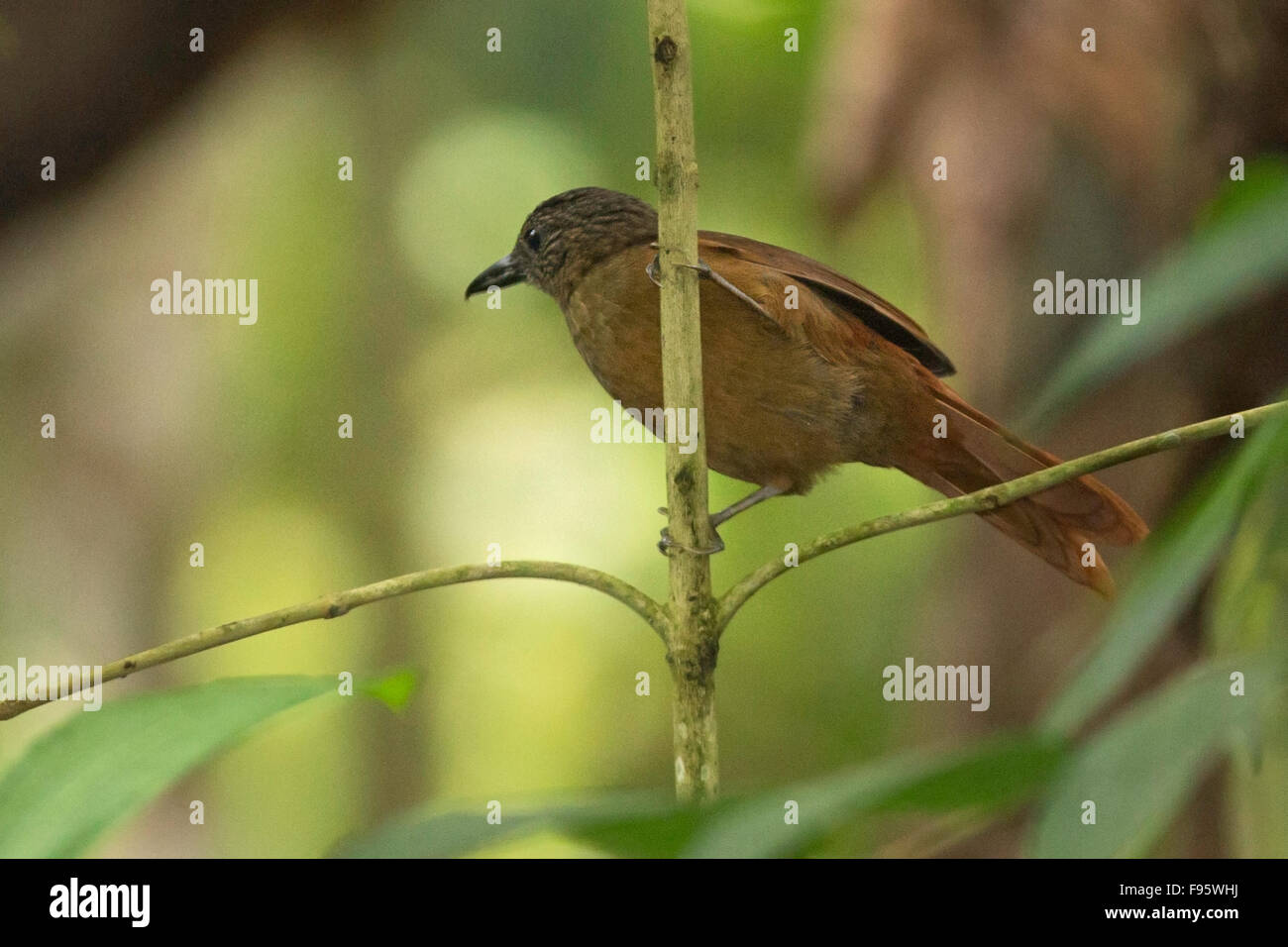 Streakcapped hi-res stock photography and images - Alamy