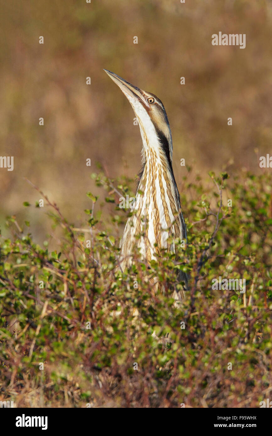 American bittern (Botaurus lentiginosus) on the tundra near Churchill ...