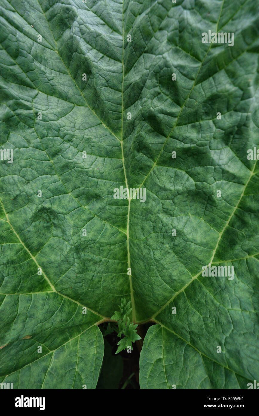 Close-up of the leaves of a Angelica plant, Iceland Stock Photo - Alamy