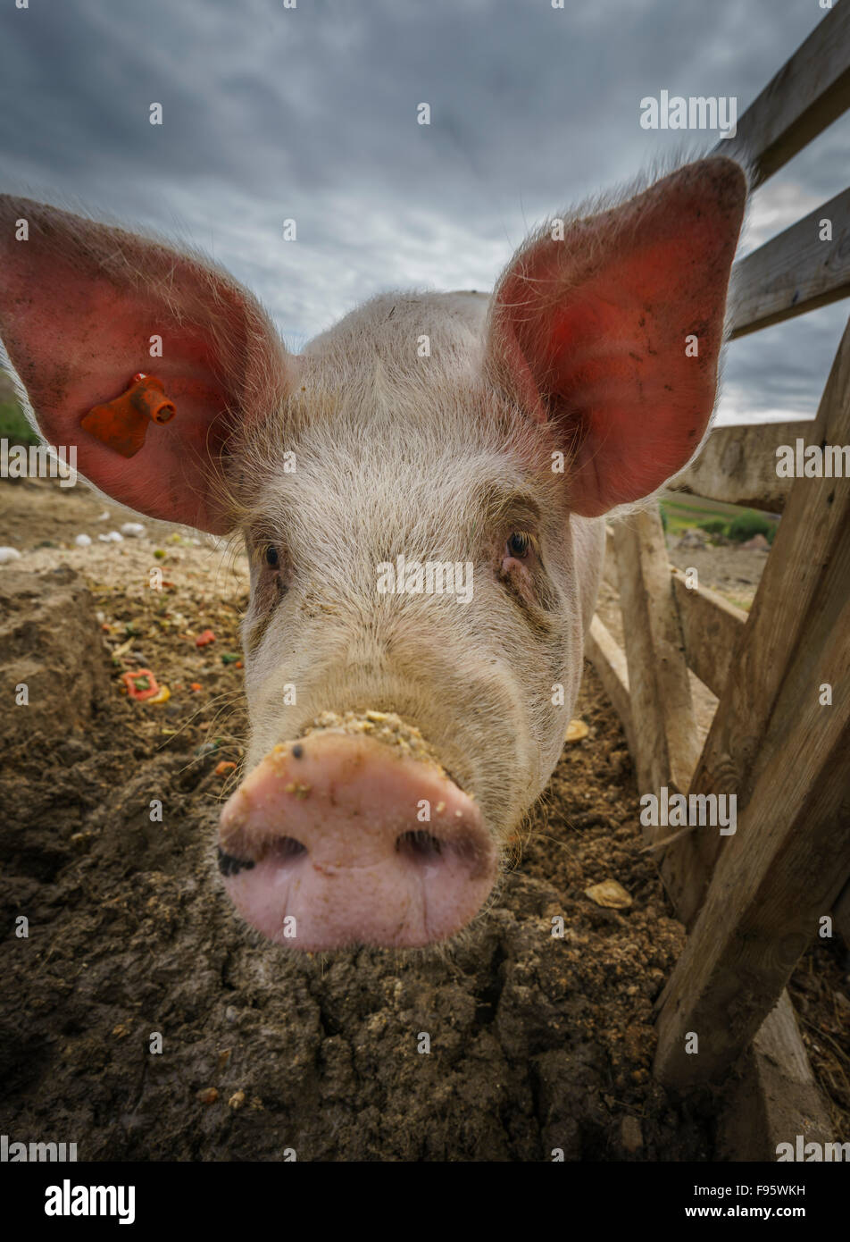 Pig in the mud, Nordurardalur Valley, Western Iceland Stock Photo - Alamy