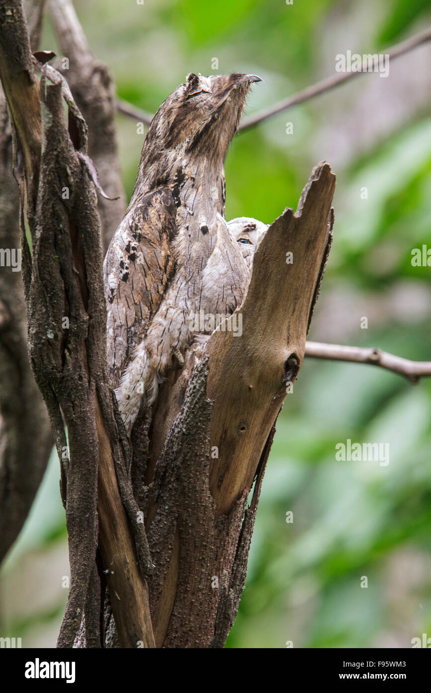Potoo bird hi-res stock photography and images - Alamy