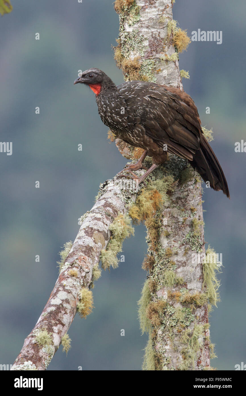 Penelope obscura obscura hi-res stock photography and images - Alamy