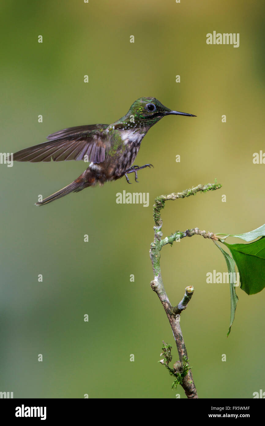 Humming bird coquette flying hi-res stock photography and images - Alamy