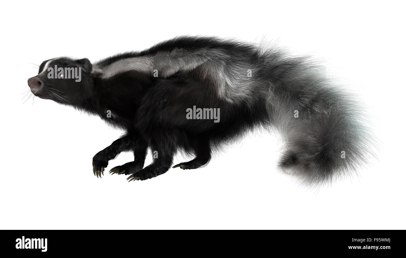 3D digital render of a striped skunk or Mephitis mephitis isolated on ...