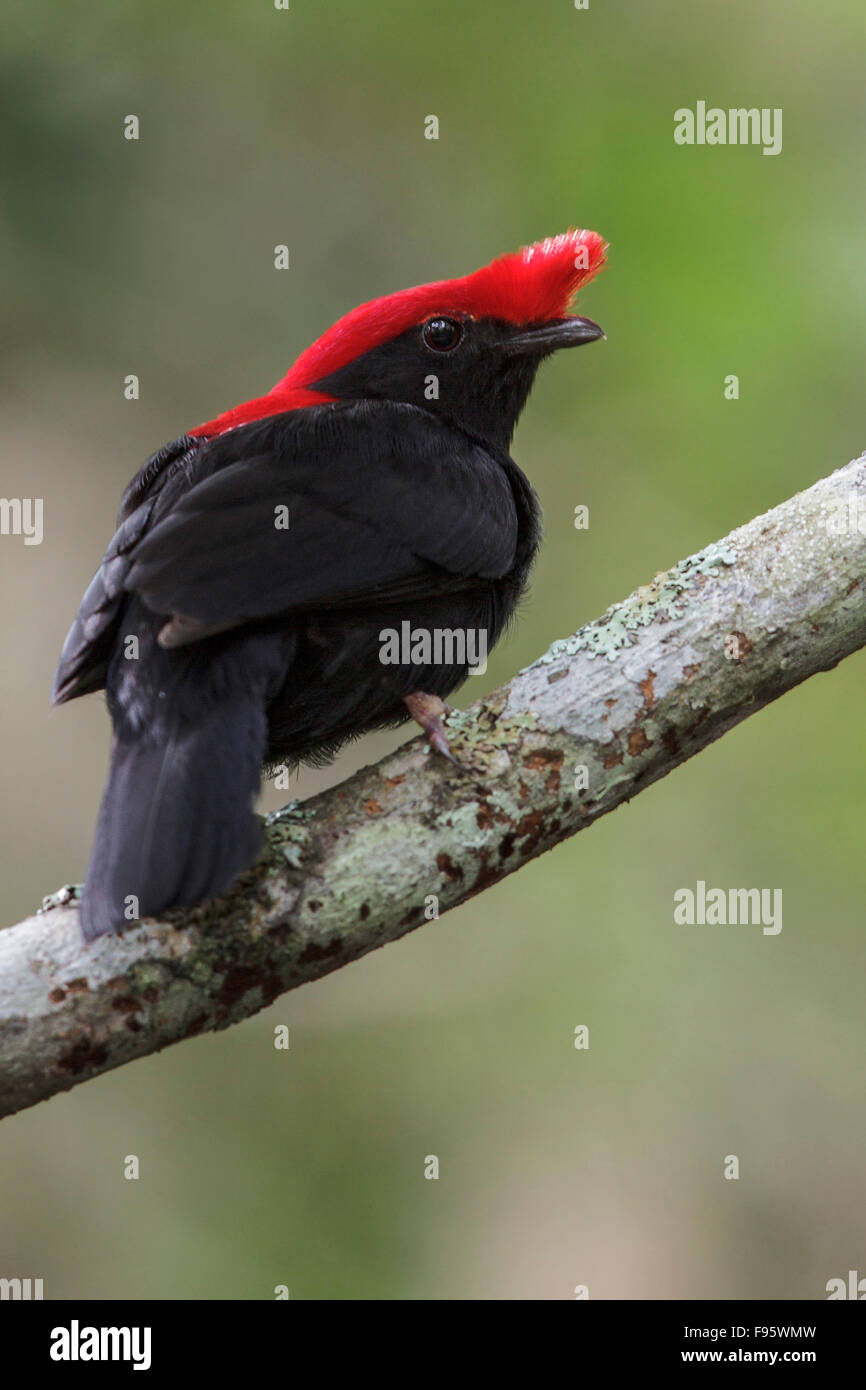 Helmeted manakin hi-res stock photography and images - Alamy