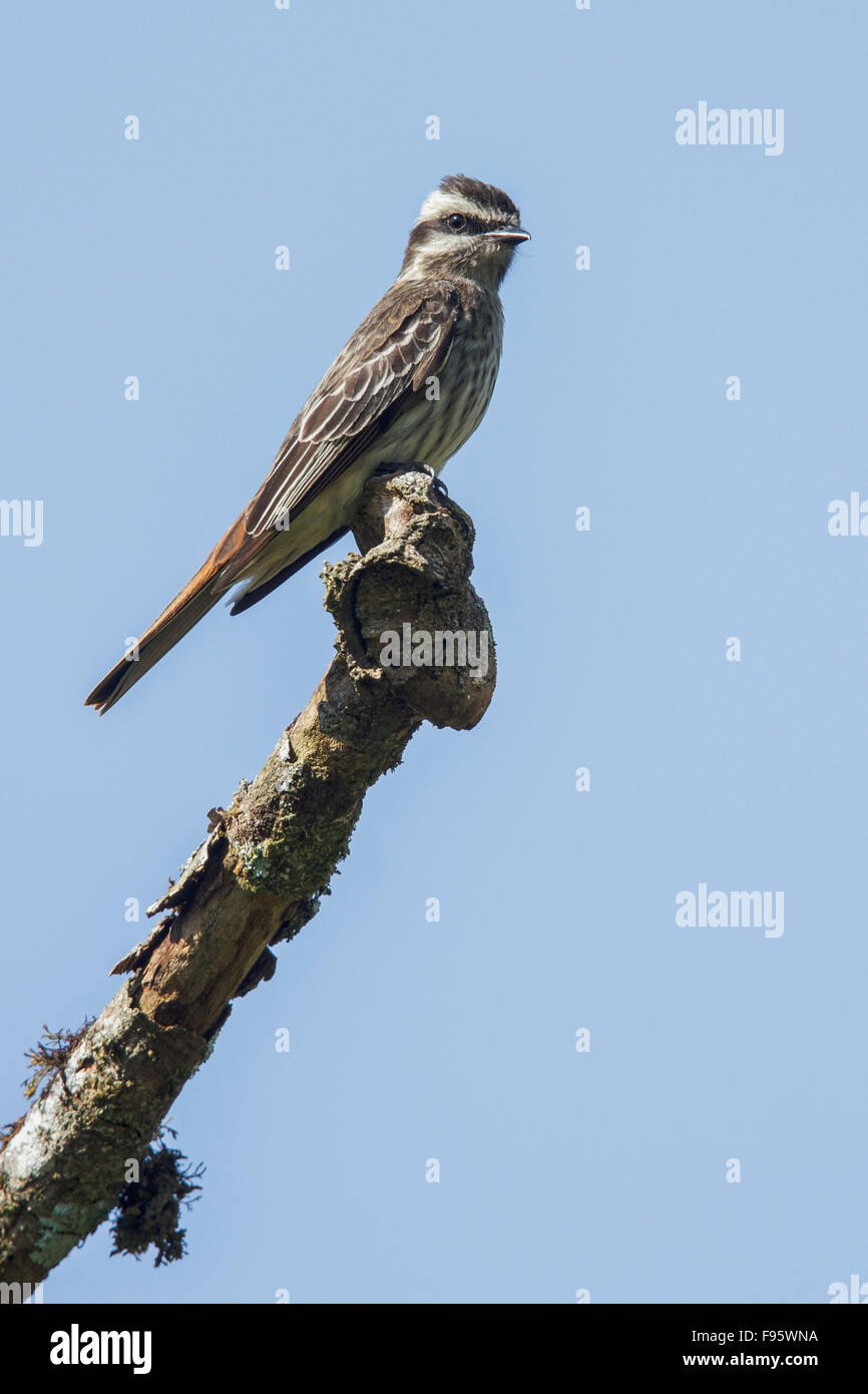 Piratic Flycatcher (Legatus leucophaius) perched on a branch in the ...