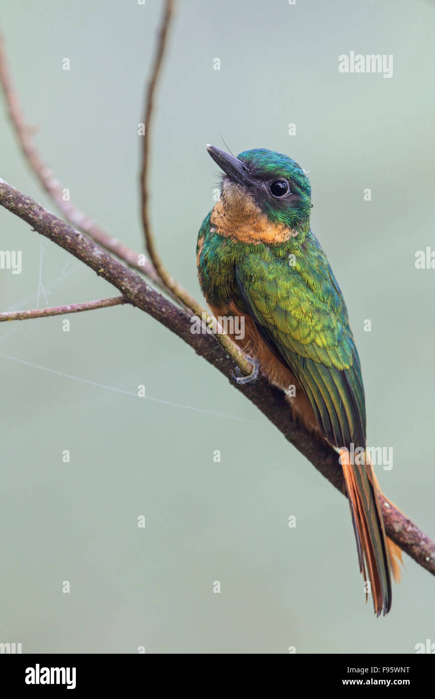 Rufoustailed jacamar hi-res stock photography and images - Alamy