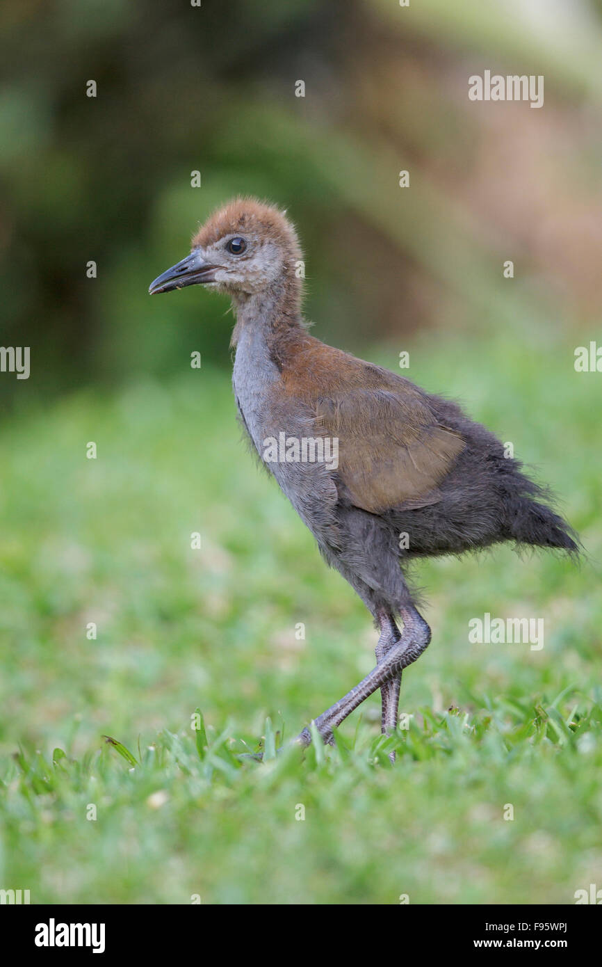 Slatybreasted WoodRail (Aramides saracura) on the ground in the ...