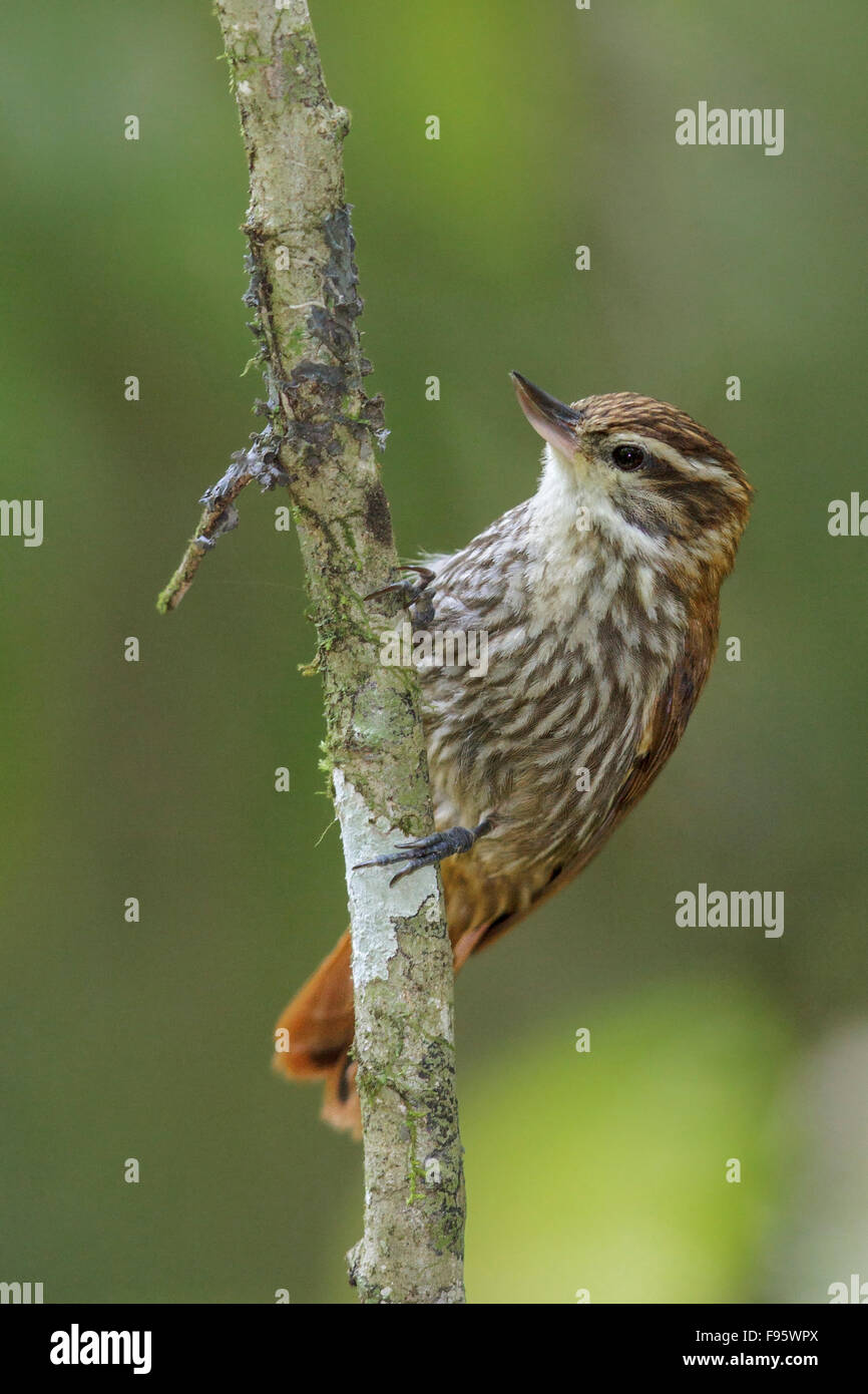 Streaked Xenops (Xenops rutilans) perched on a branch in the Atlantic ...