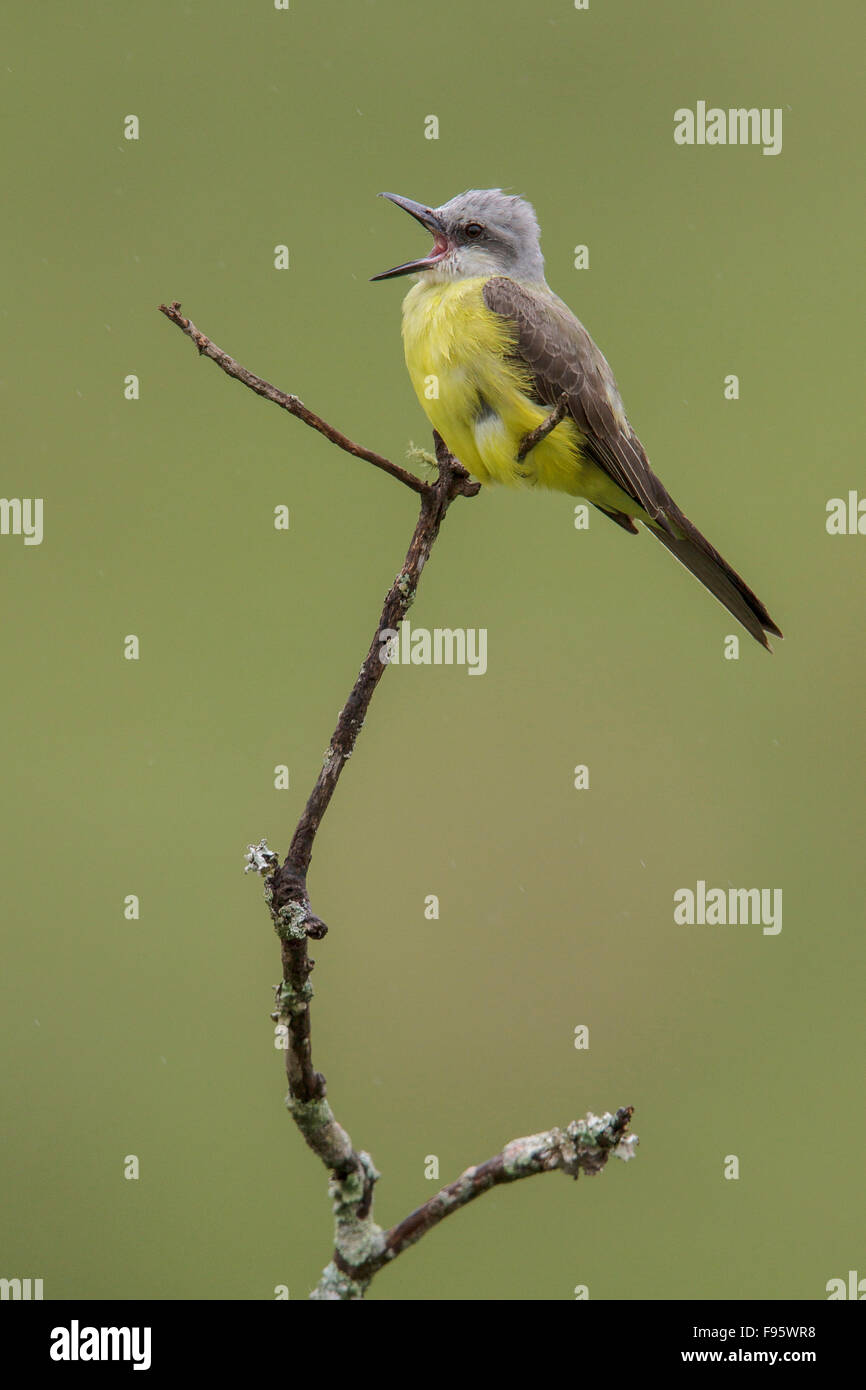 Tyrannus melancholicus hi-res stock photography and images - Alamy