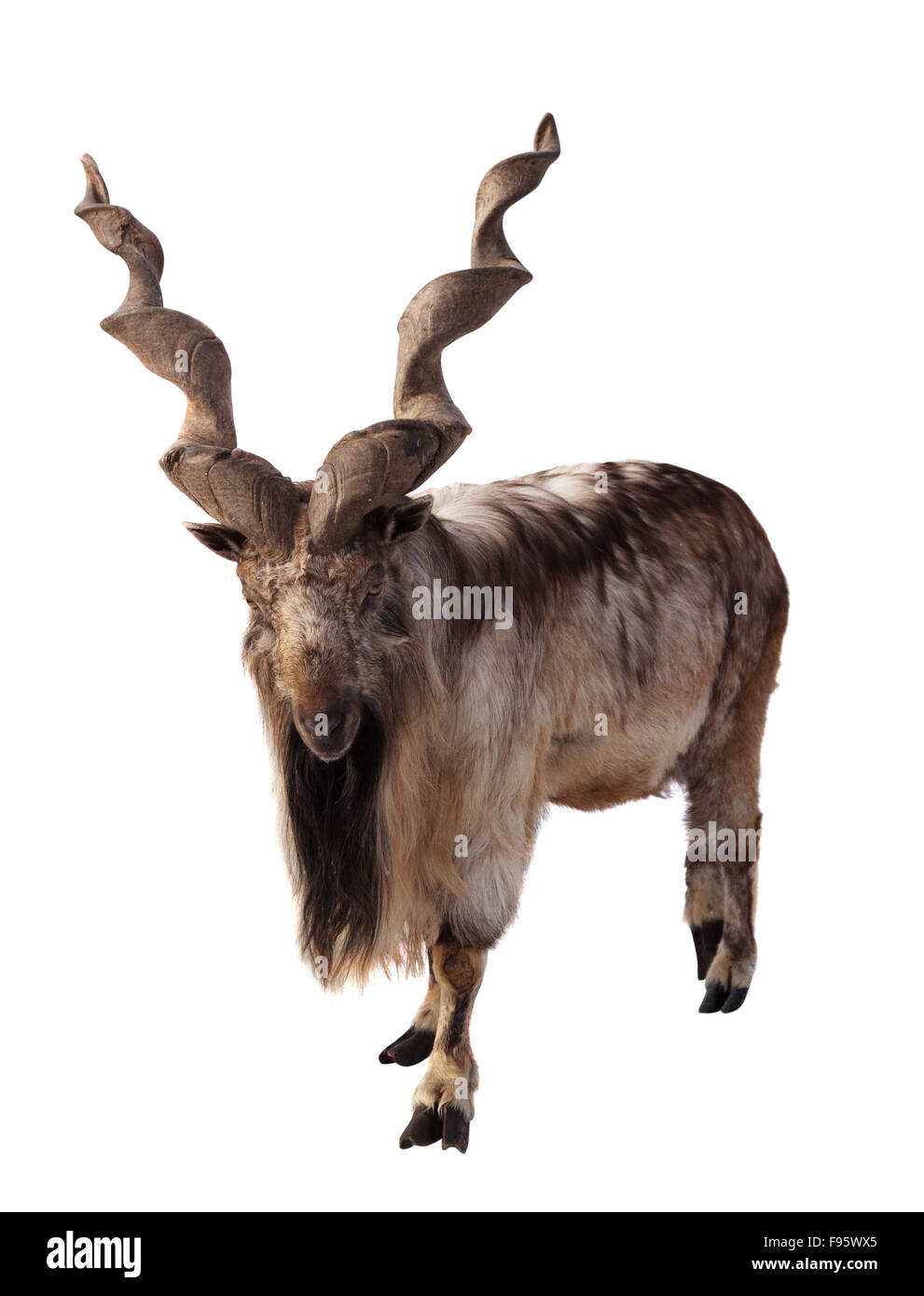 Markhor (Capra falsoneri). Isolated over white background Stock Photo ...