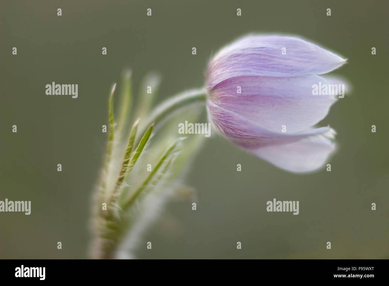 Flora cochrane hi-res stock photography and images - Alamy