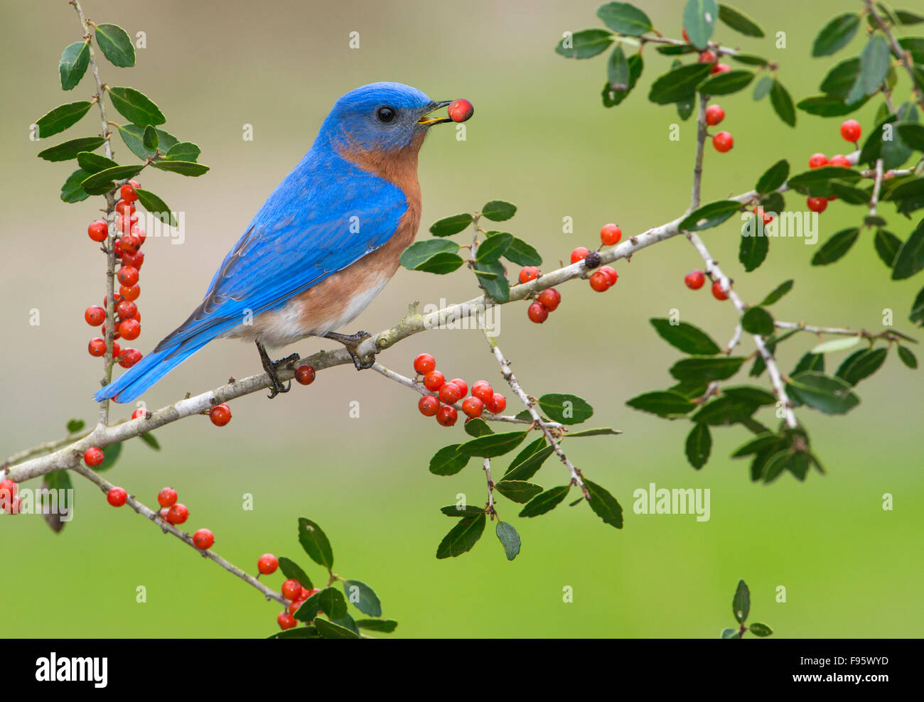 Houston birds hi-res stock photography and images - Alamy
