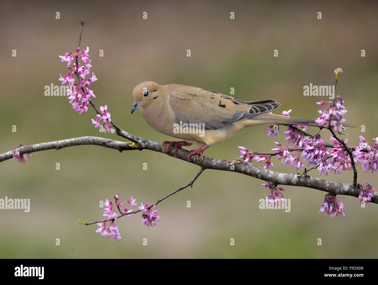 Mourning Dove, Zenaida macroura, Houston, Texas, USA Stock Photo - Alamy