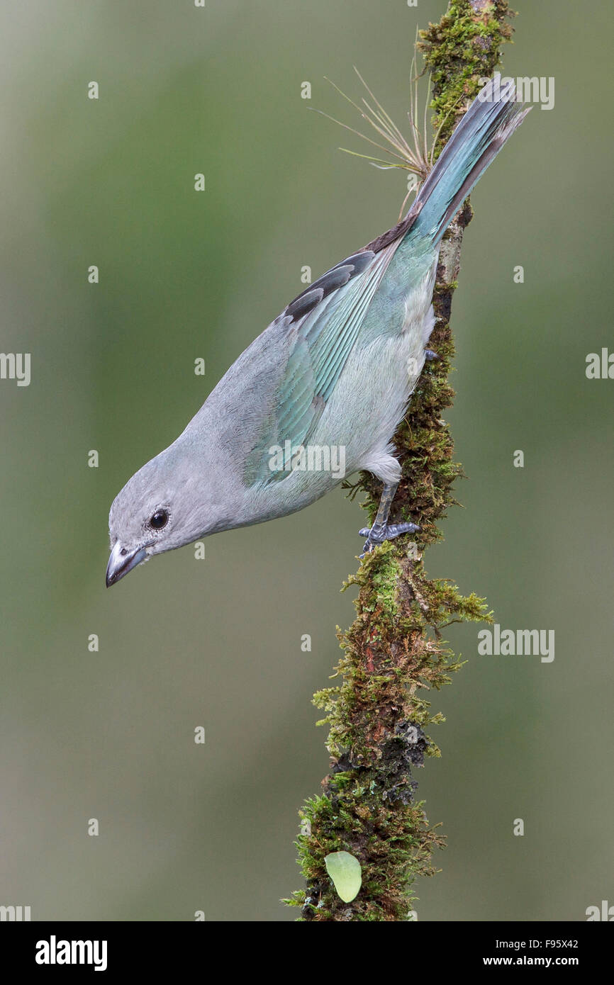 Sayaca Tanager (Thraupis sayaca) perched on a branch in the Atlantic ...