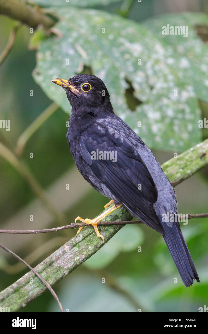 Turdus flavipes hi-res stock photography and images - Alamy