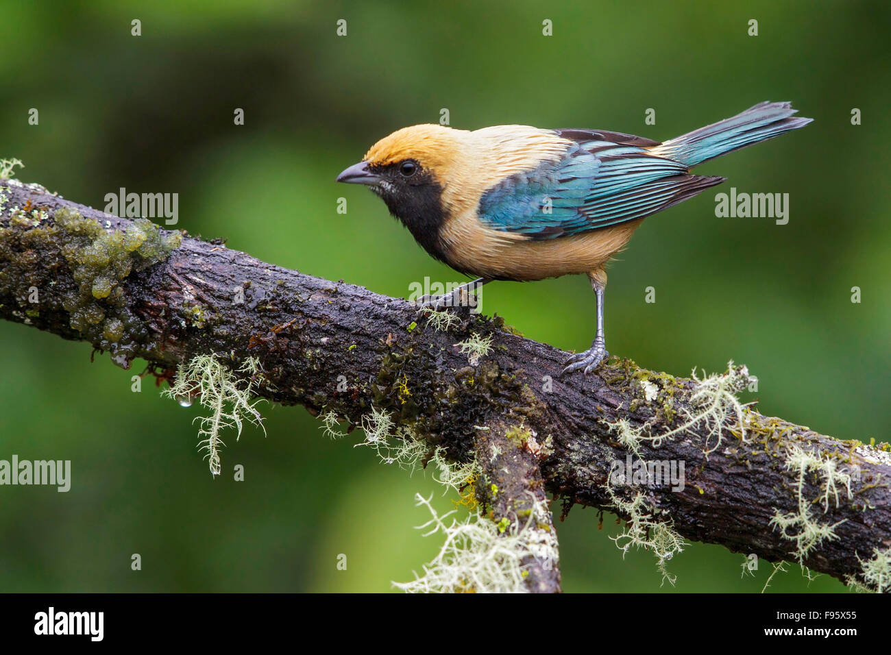 Burnishedbuff Tanager (Tangara cayana) perched on a branch in the ...