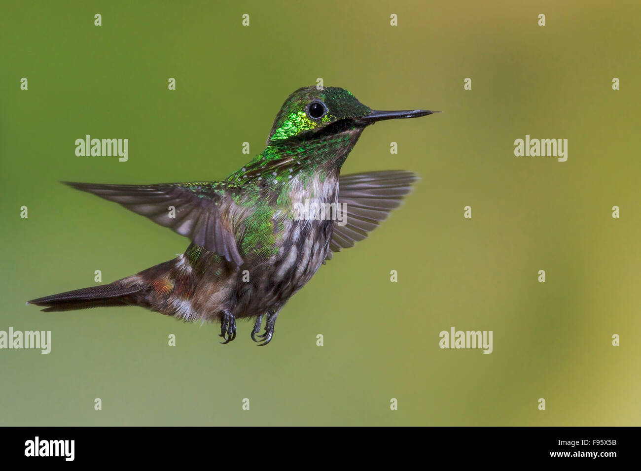 Humming bird coquette flying hi-res stock photography and images - Alamy