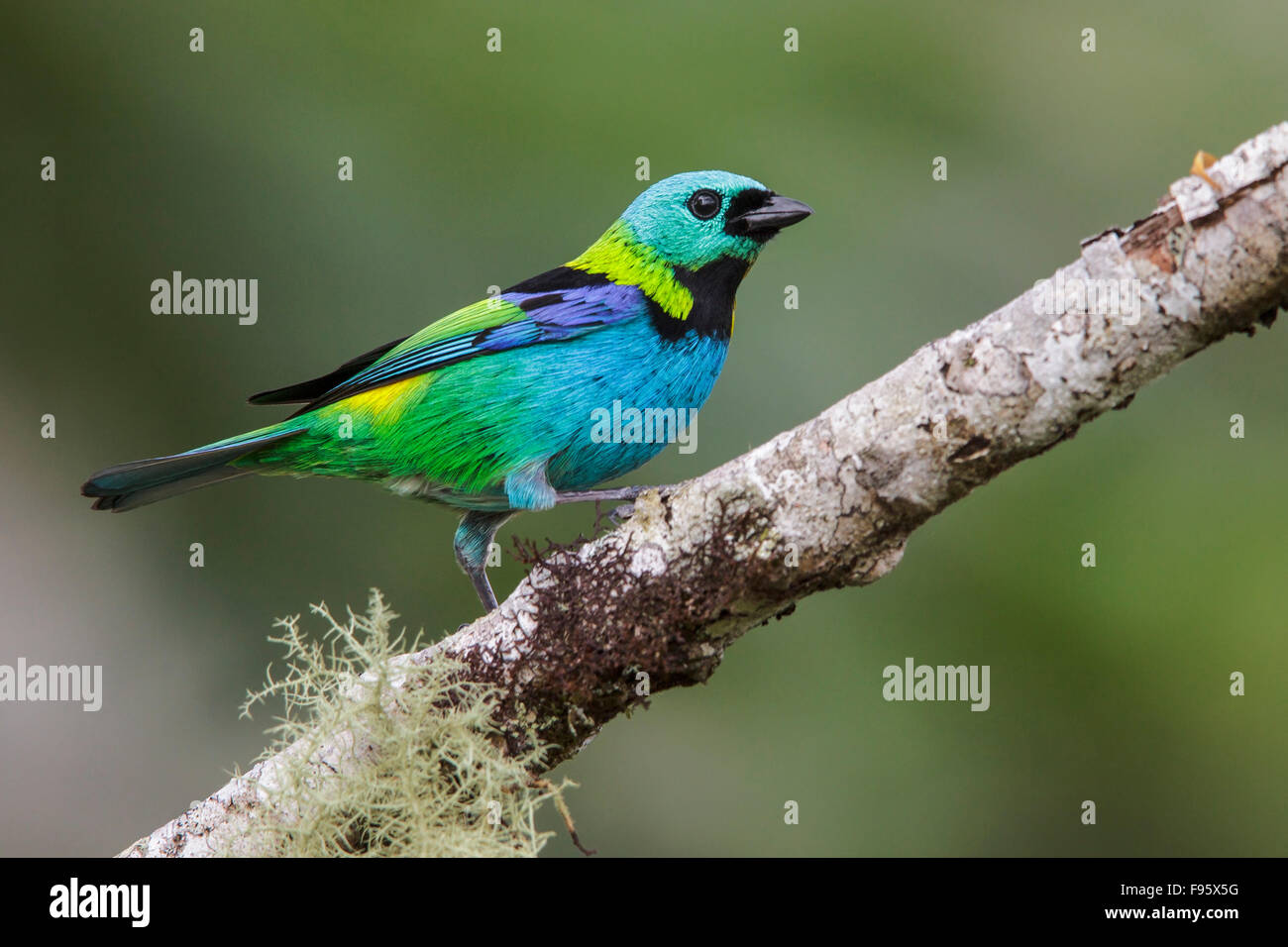 Greenheaded Tanager (Tangara seledon) perched on a branch in the ...