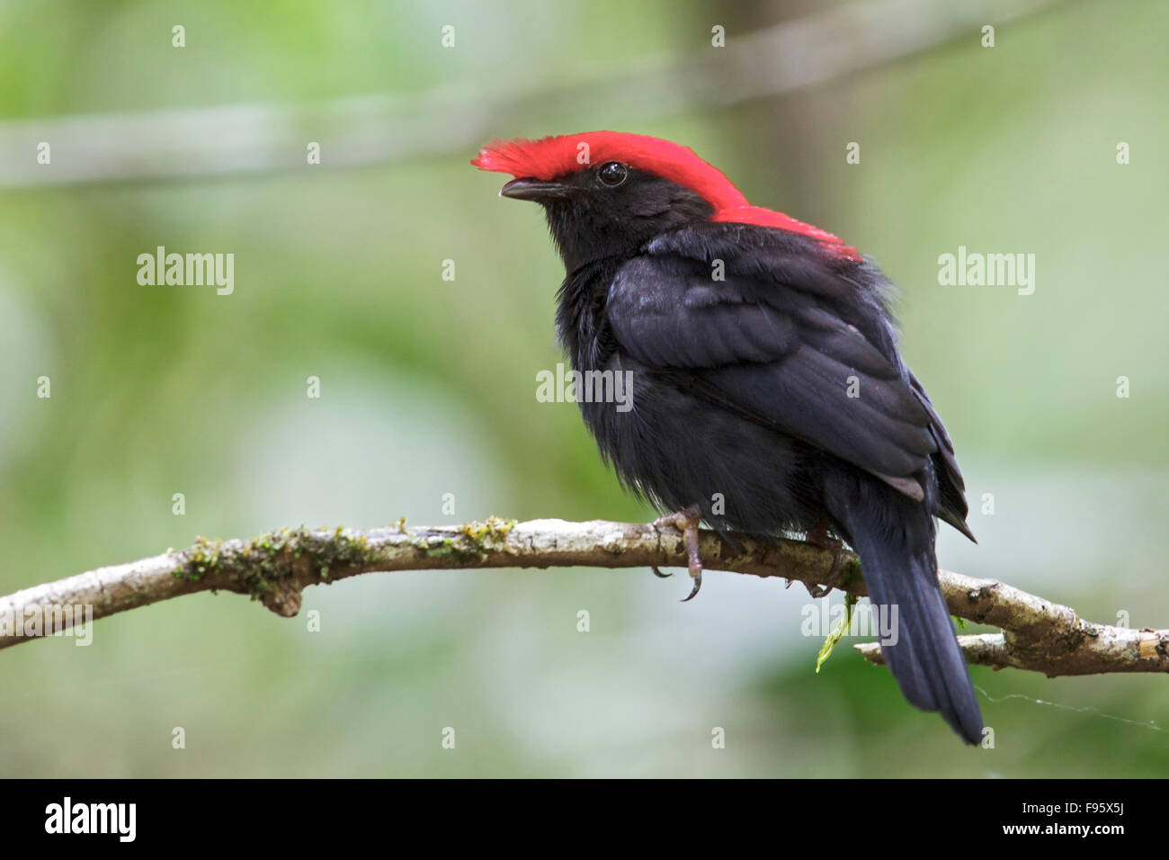Helmeted manakin hi-res stock photography and images - Alamy