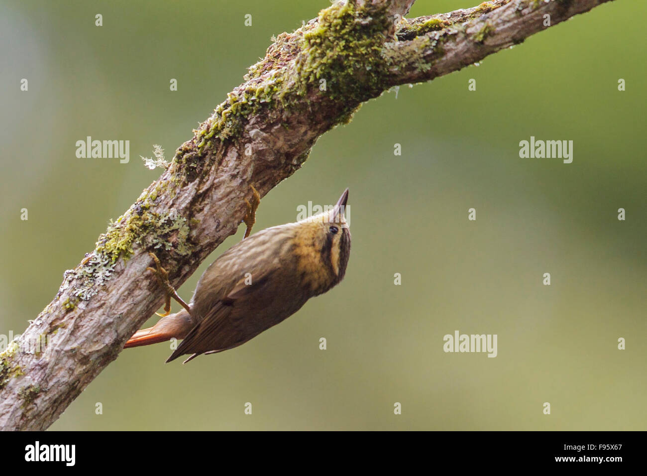 Sharpbilled hi-res stock photography and images - Alamy