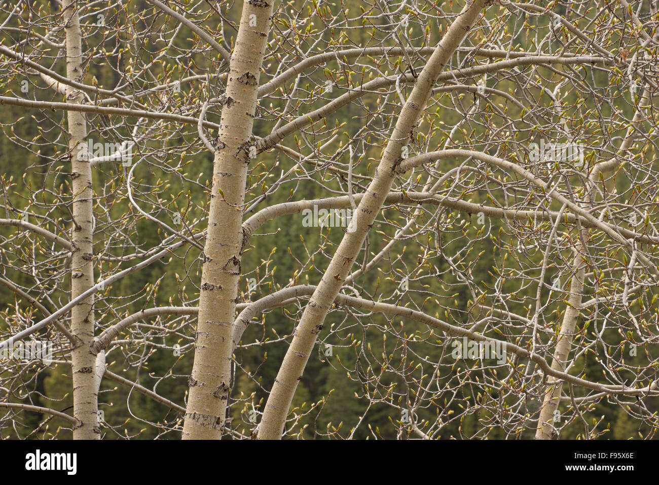 Spring aspen trees hi-res stock photography and images - Alamy