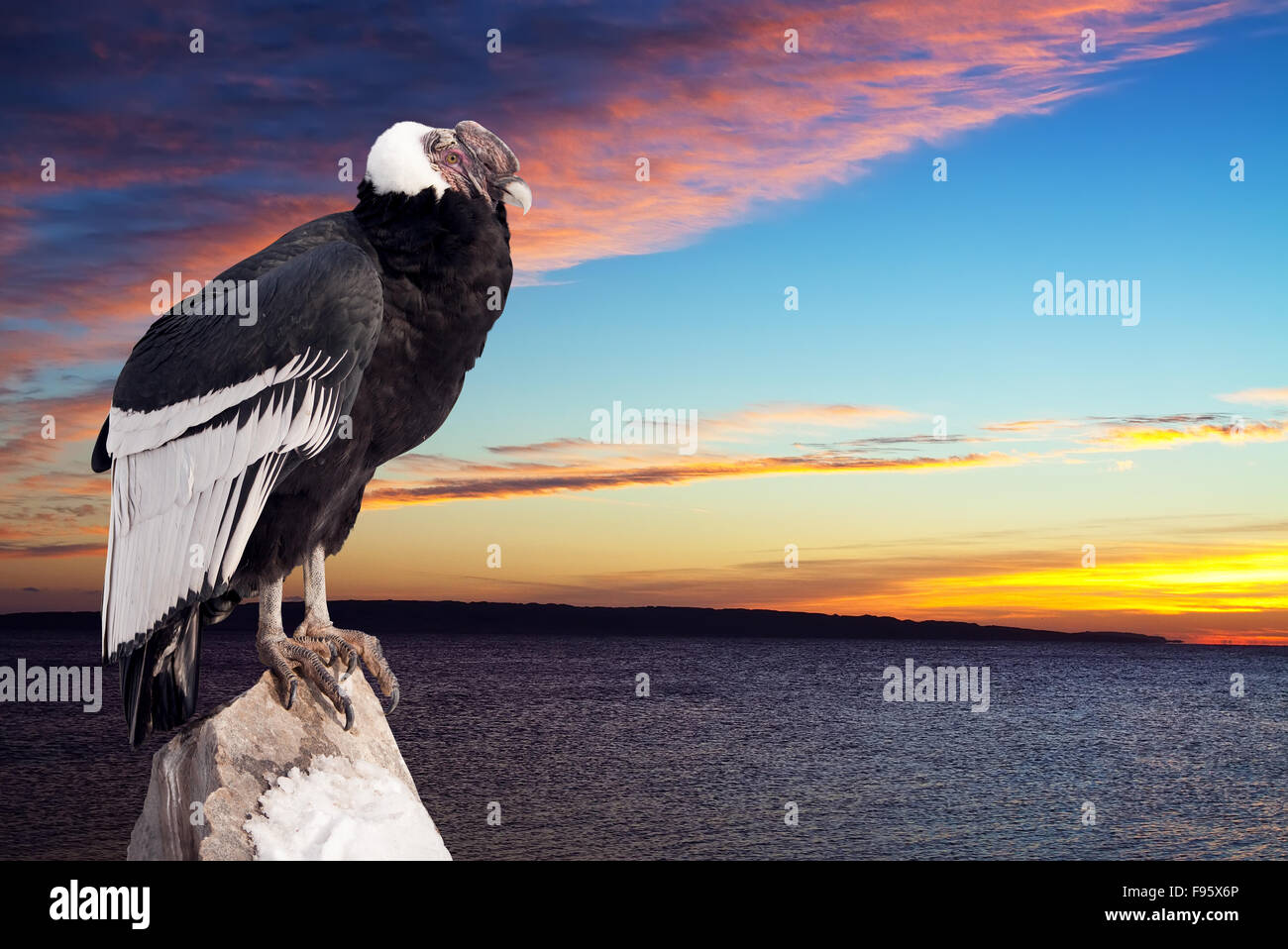 Andean condor sitting on rock against sunset sky background Stock Photo ...