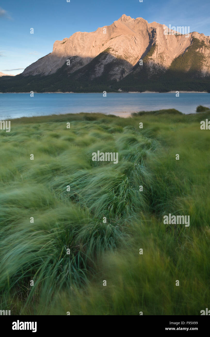 Batus Stock Photos & Batus Stock Images - Alamy