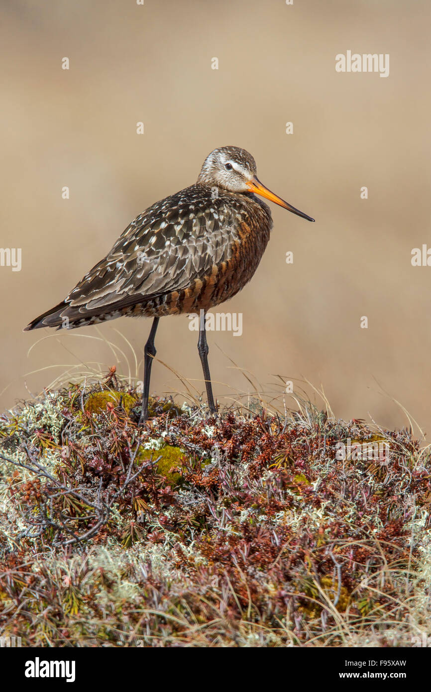 Hudsonian Godwit (Limosa haemastica) on the tundra near Churchill ...