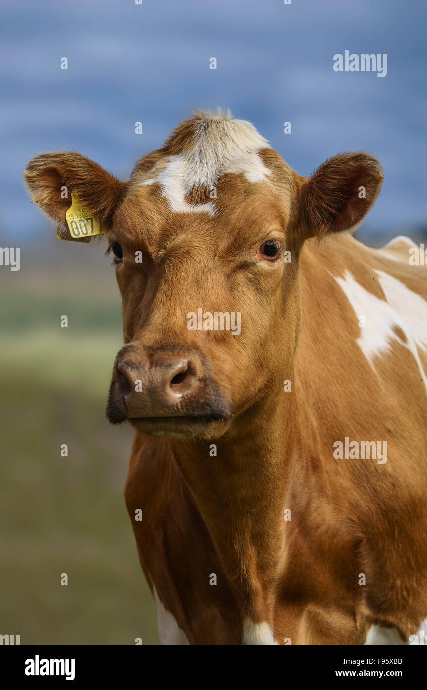 Dairy cow iceland hi-res stock photography and images - Alamy