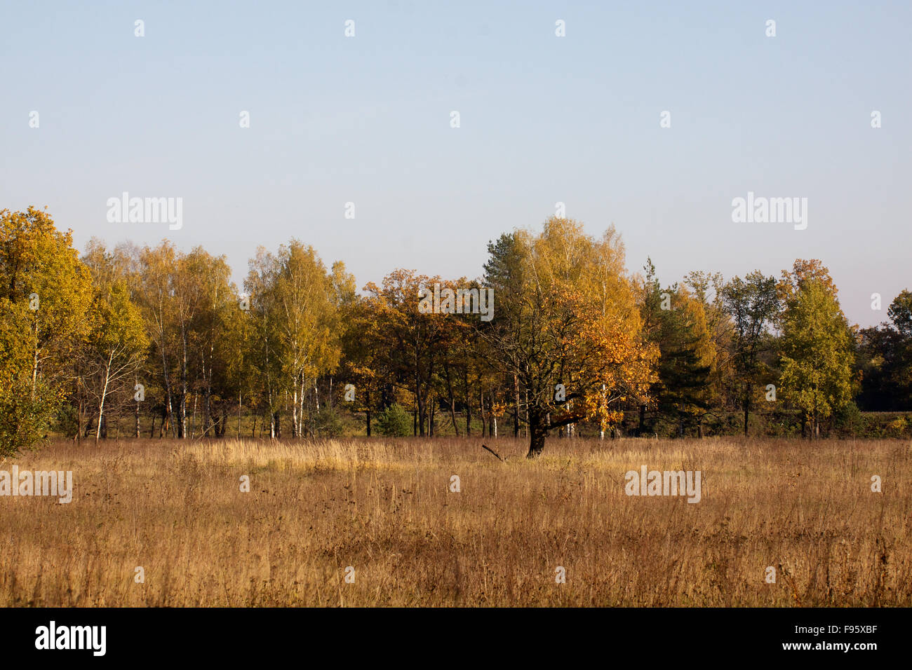 Beautiful landscape. Field and edge of forest Russia Stock Photo - Alamy