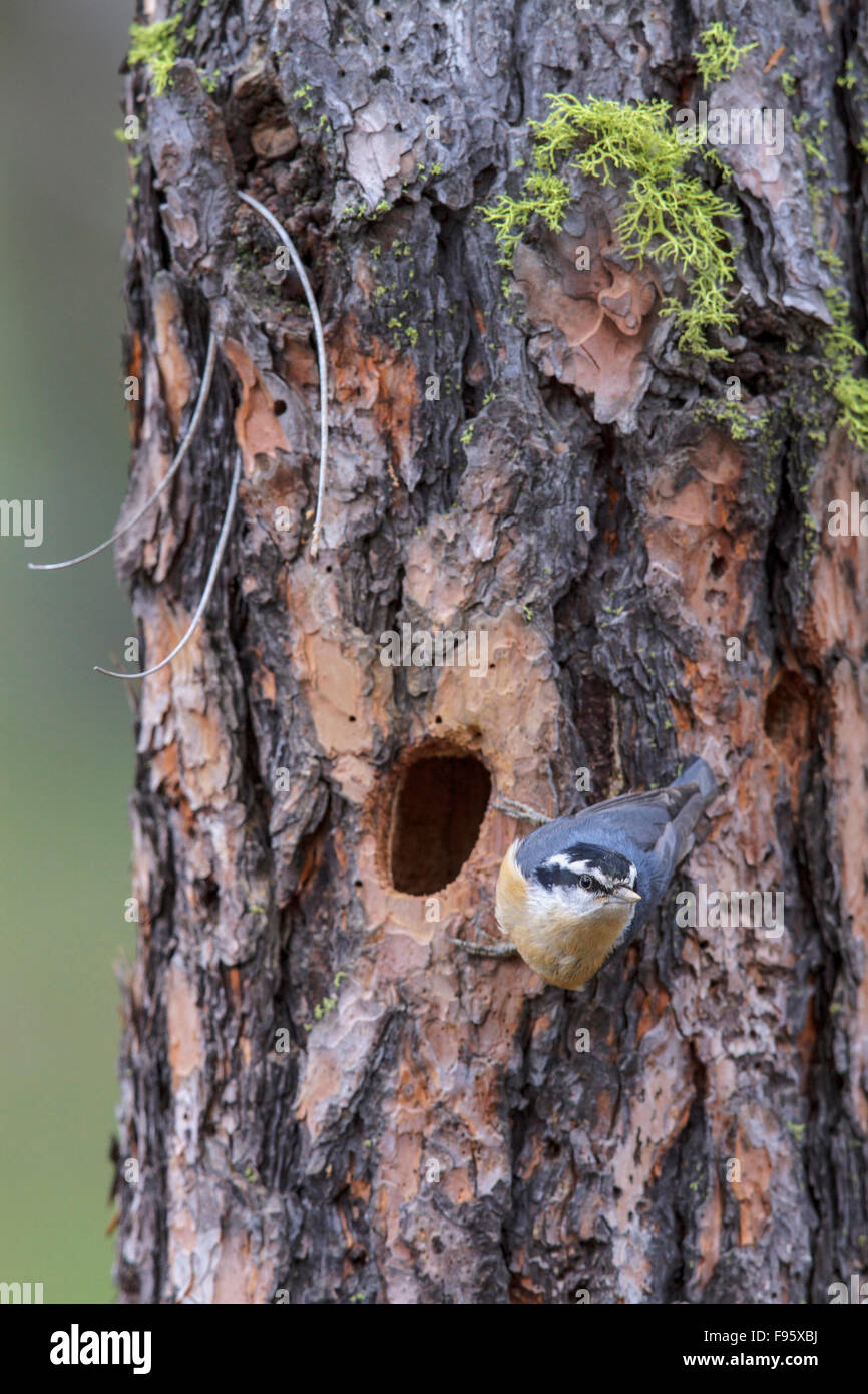 Nuthatch nest hi-res stock photography and images - Alamy