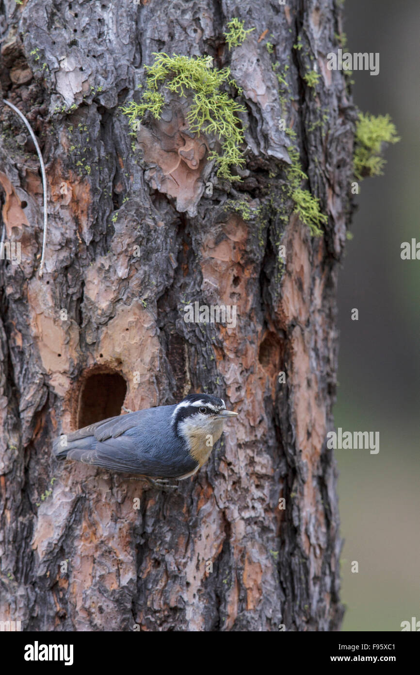 Sitta canadensis hi-res stock photography and images - Alamy