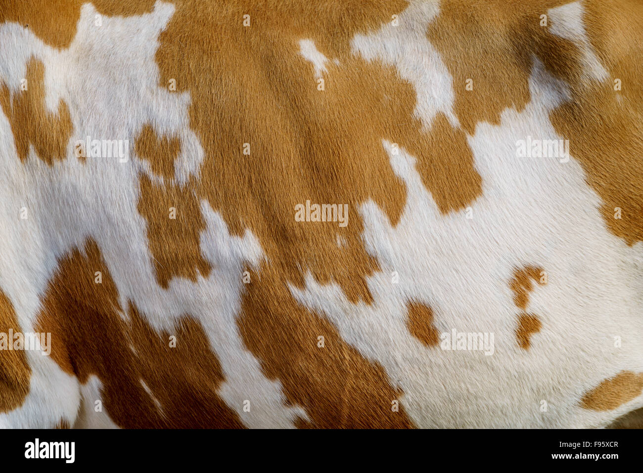 Hide animal world hi-res stock photography and images - Alamy