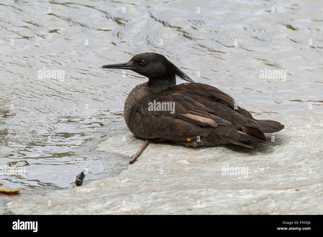 Brazilian merganser hi-res stock photography and images - Alamy