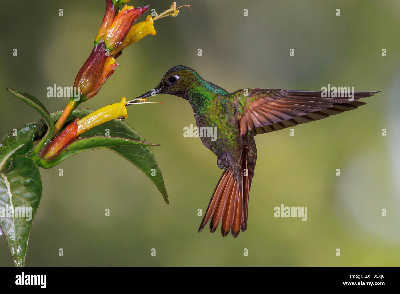 Brazilian Ruby (Clytolaema rubricauda) flying and feeding at a flower ...
